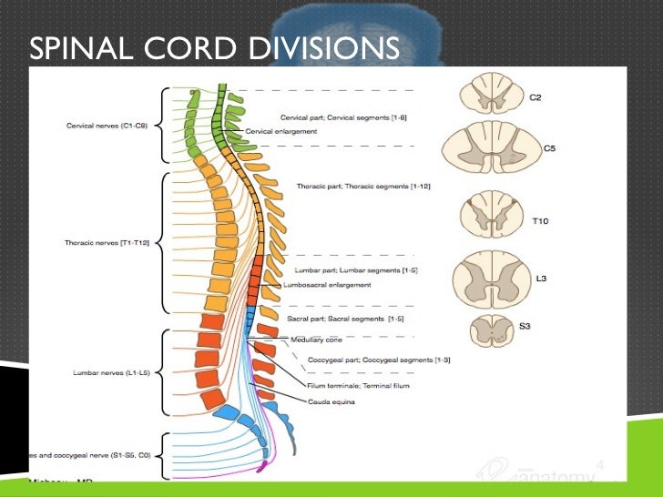 Spinal cord