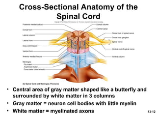 Spinal cord | PPT