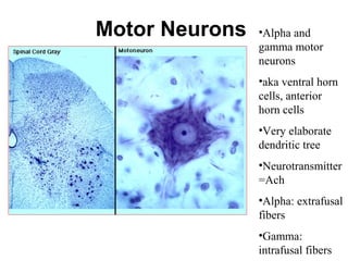 Spinal cord | PPT