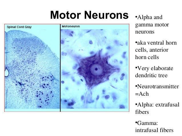 Spinal Cord Neurons