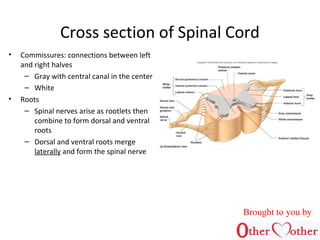 Spinal cord | PPT