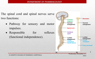 Spinal cord | PPT