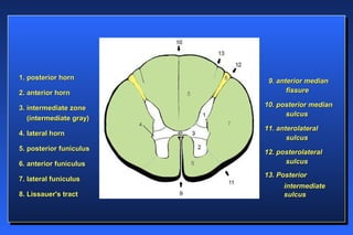 Spinal cord Anatomy by Dr. Naseer (RMC) | PPT