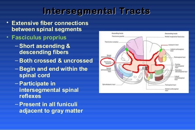 Spinal cord Anatomy by Dr. Naseer (RMC)