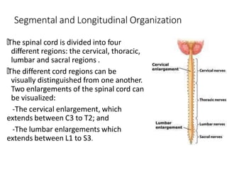 spinalcord-160607180314.pptx