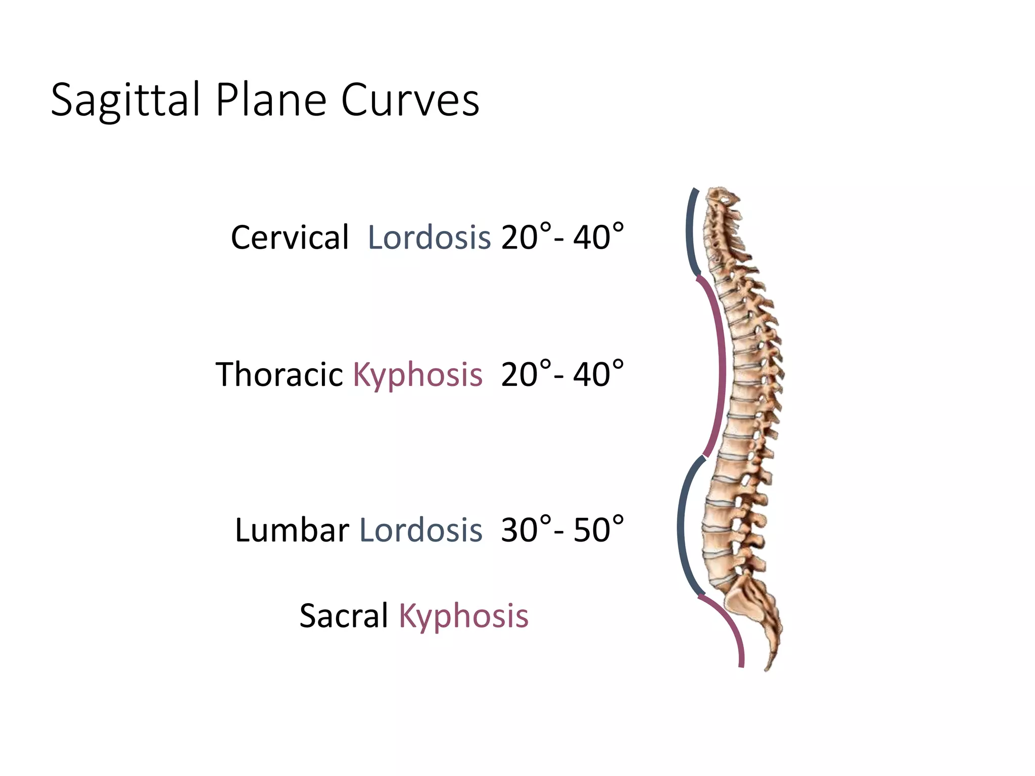 Spinal cord | PPTX