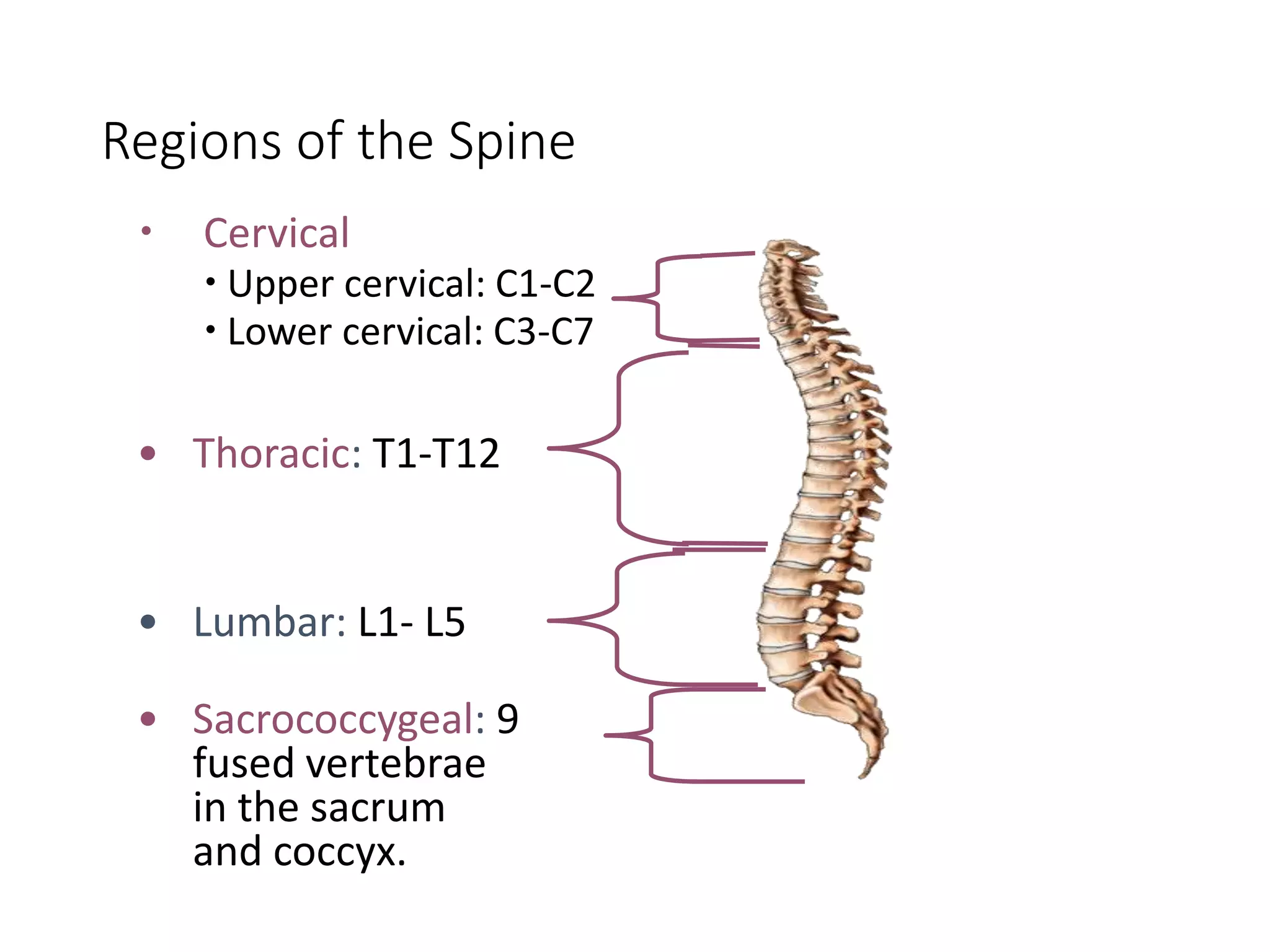 Spinal cord | PPTX