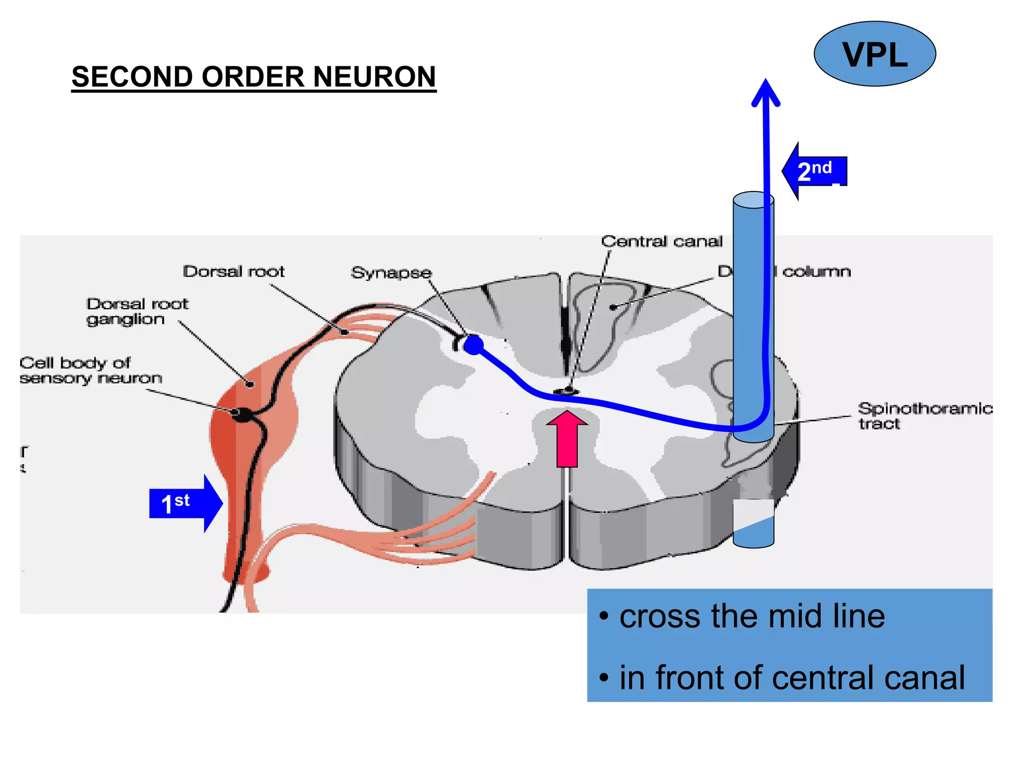 Spinal cord | PPTX