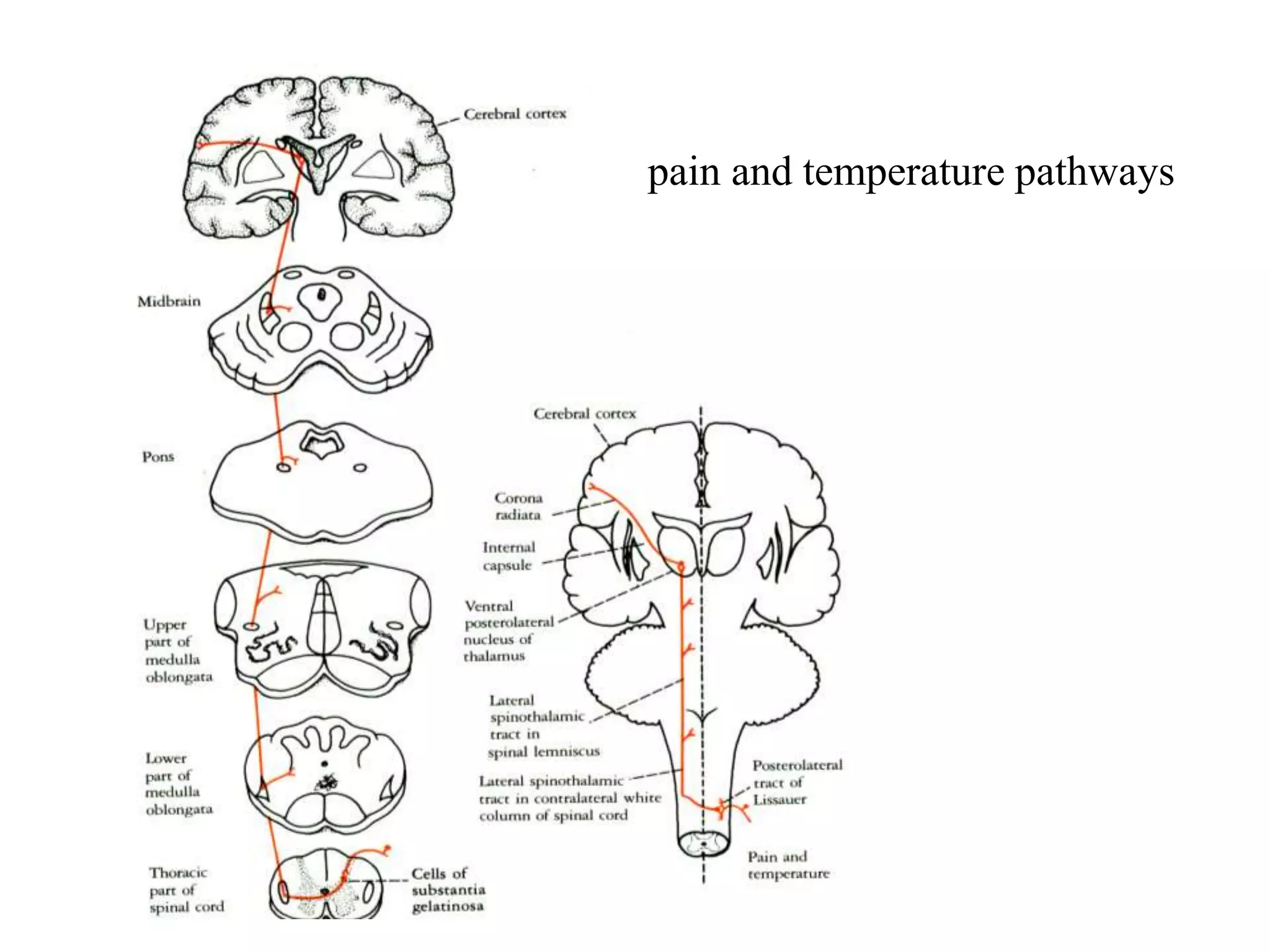 Spinal cord | PPTX