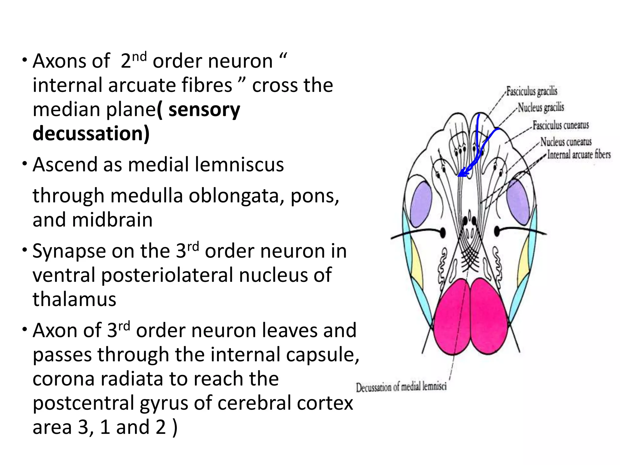 Spinal cord | PPTX