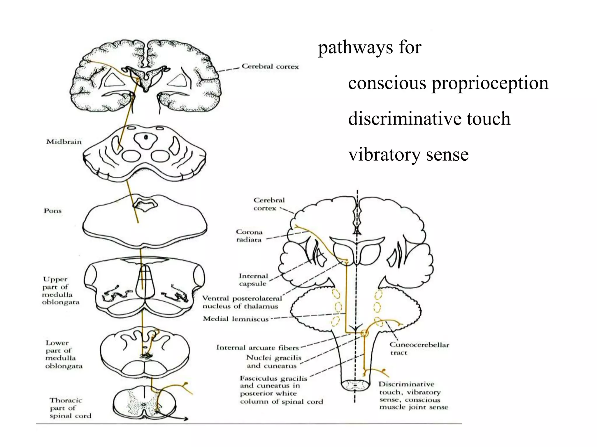 Spinal cord | PPTX