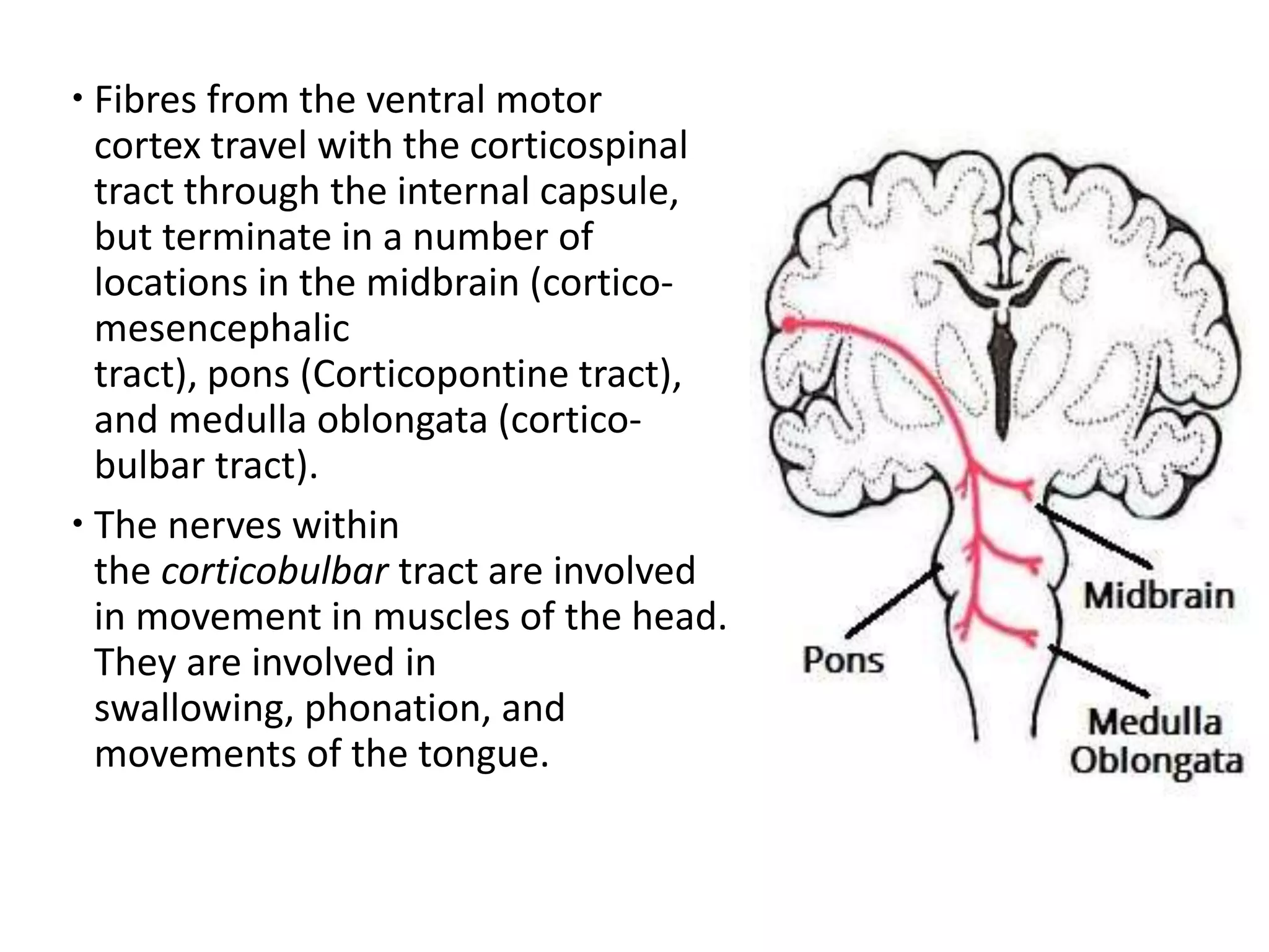 Spinal cord | PPTX