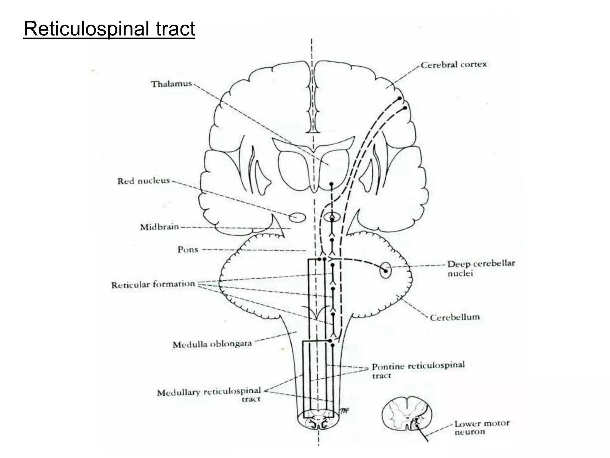 Spinal cord | PPTX