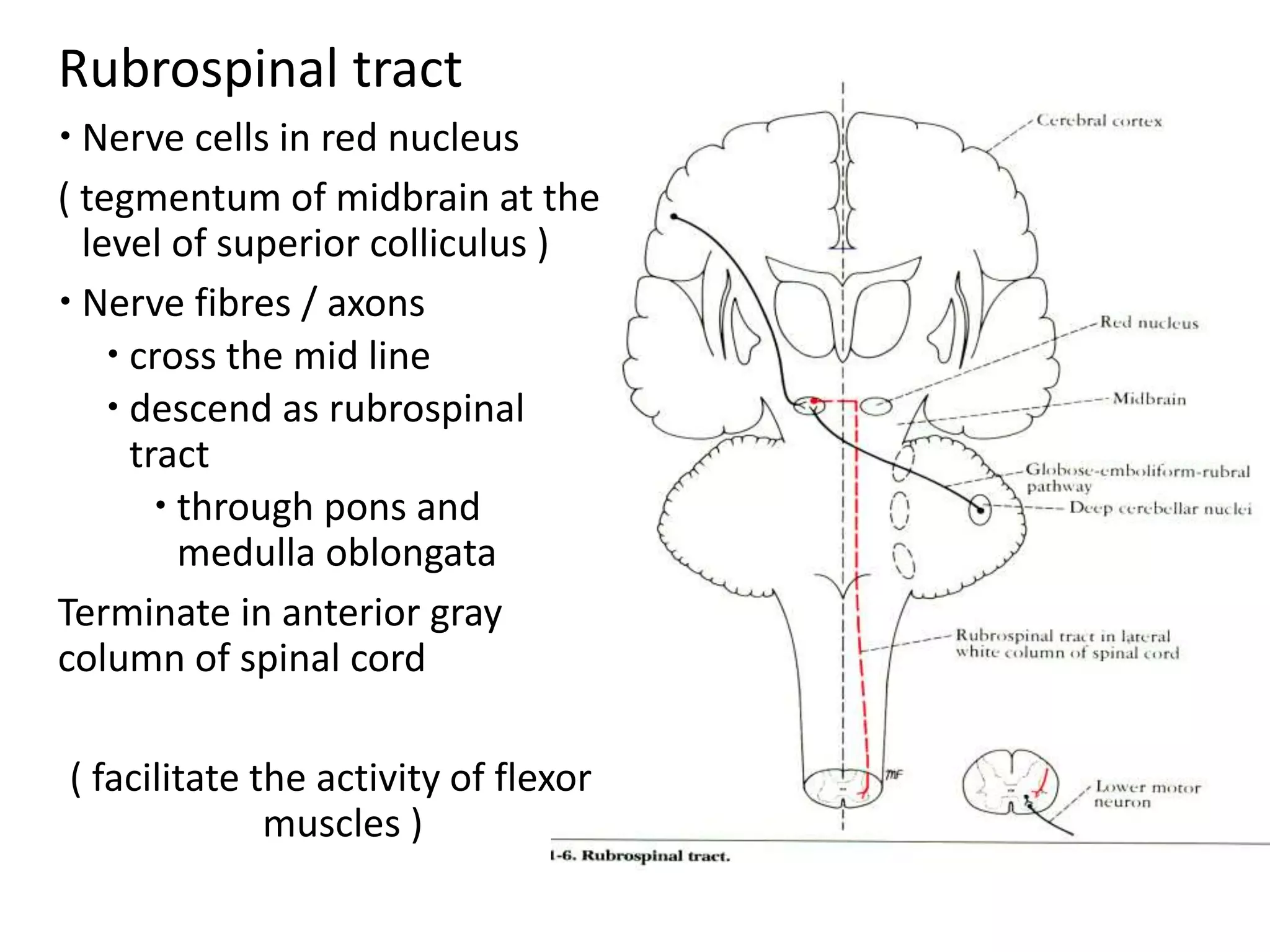 Spinal cord | PPTX