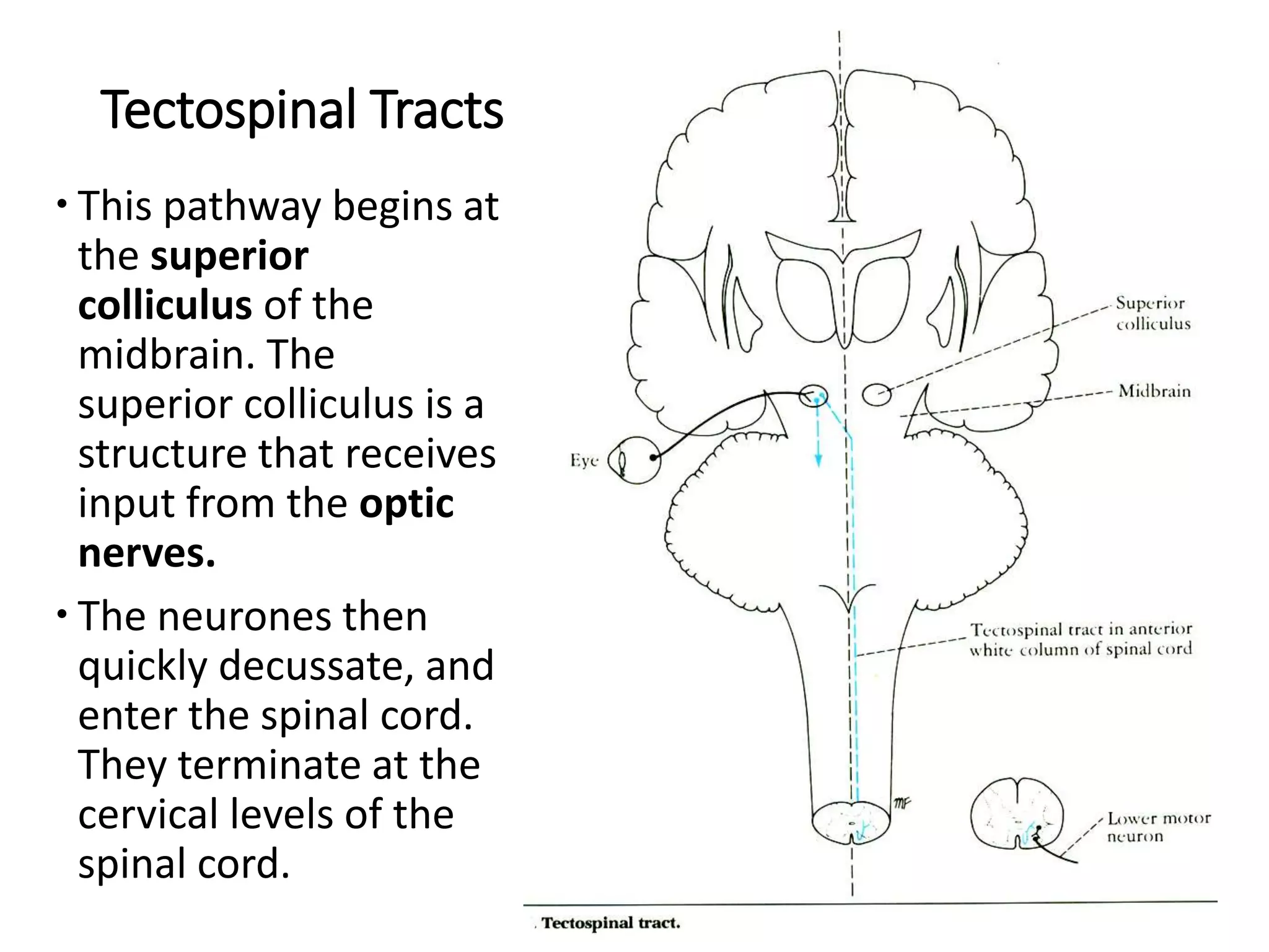 Spinal cord | PPTX
