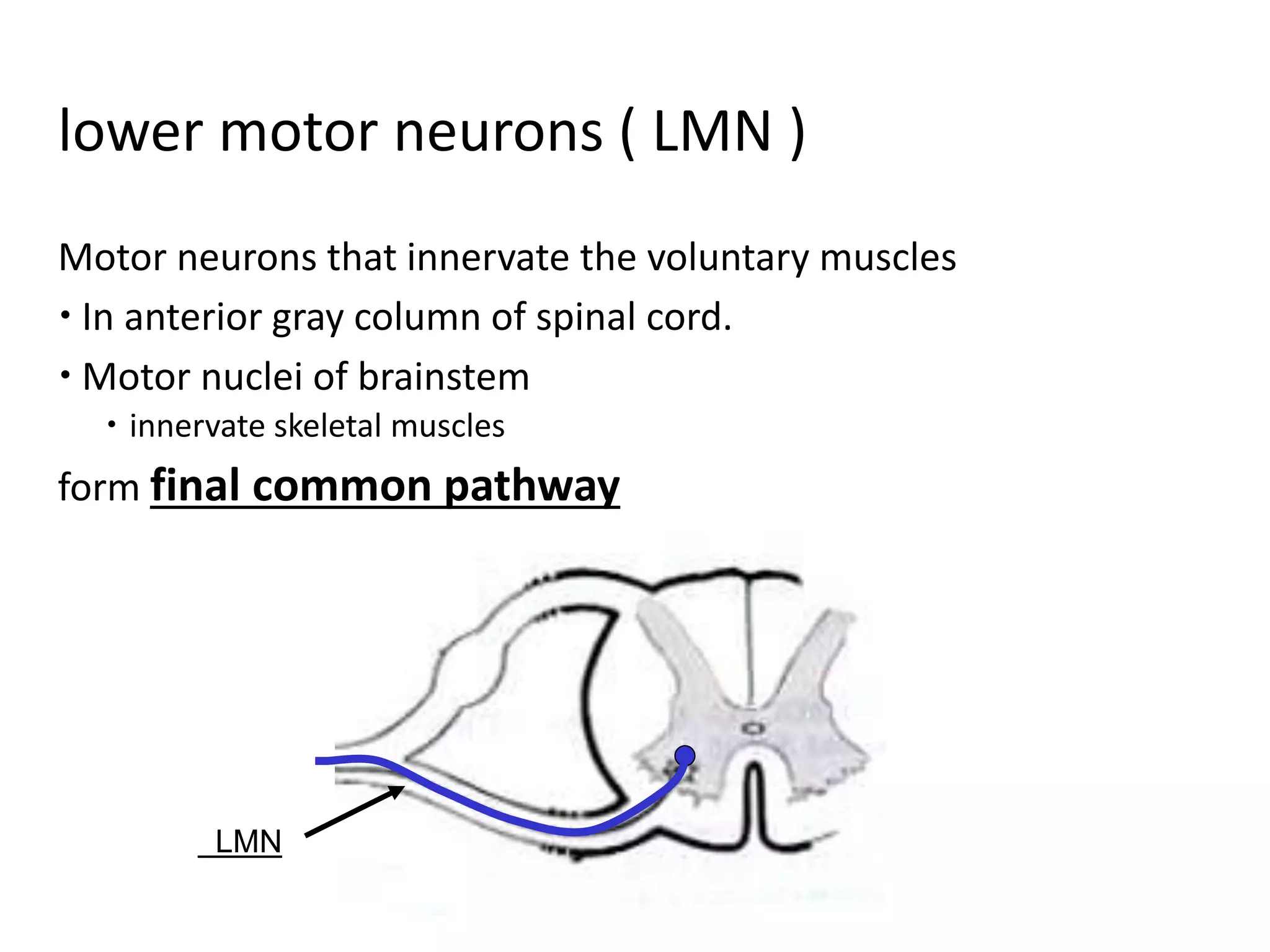 Spinal cord | PPTX