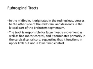 Spinal cord | PPTX