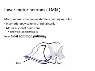 Spinal cord | PPTX