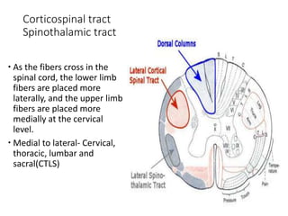 Spinal cord | PPT