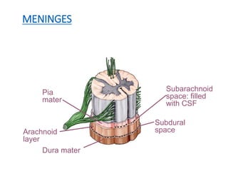 Subarachnoid Space Spinal Cord