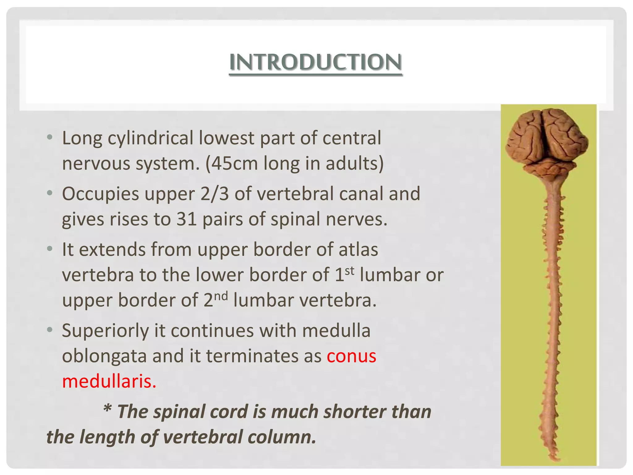 Spinal cord | PPTX