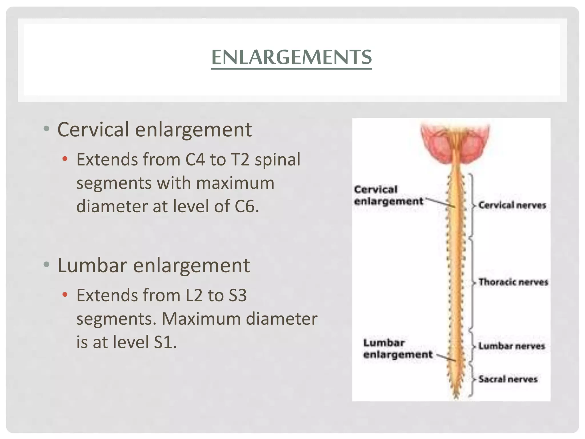 Spinal cord | PPTX