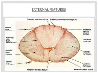 Posterior Intermediate Sulcus