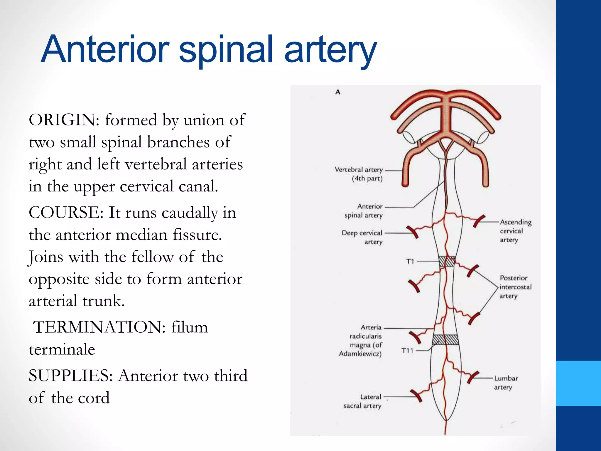 Spinal cord-Blood supply | PPTX