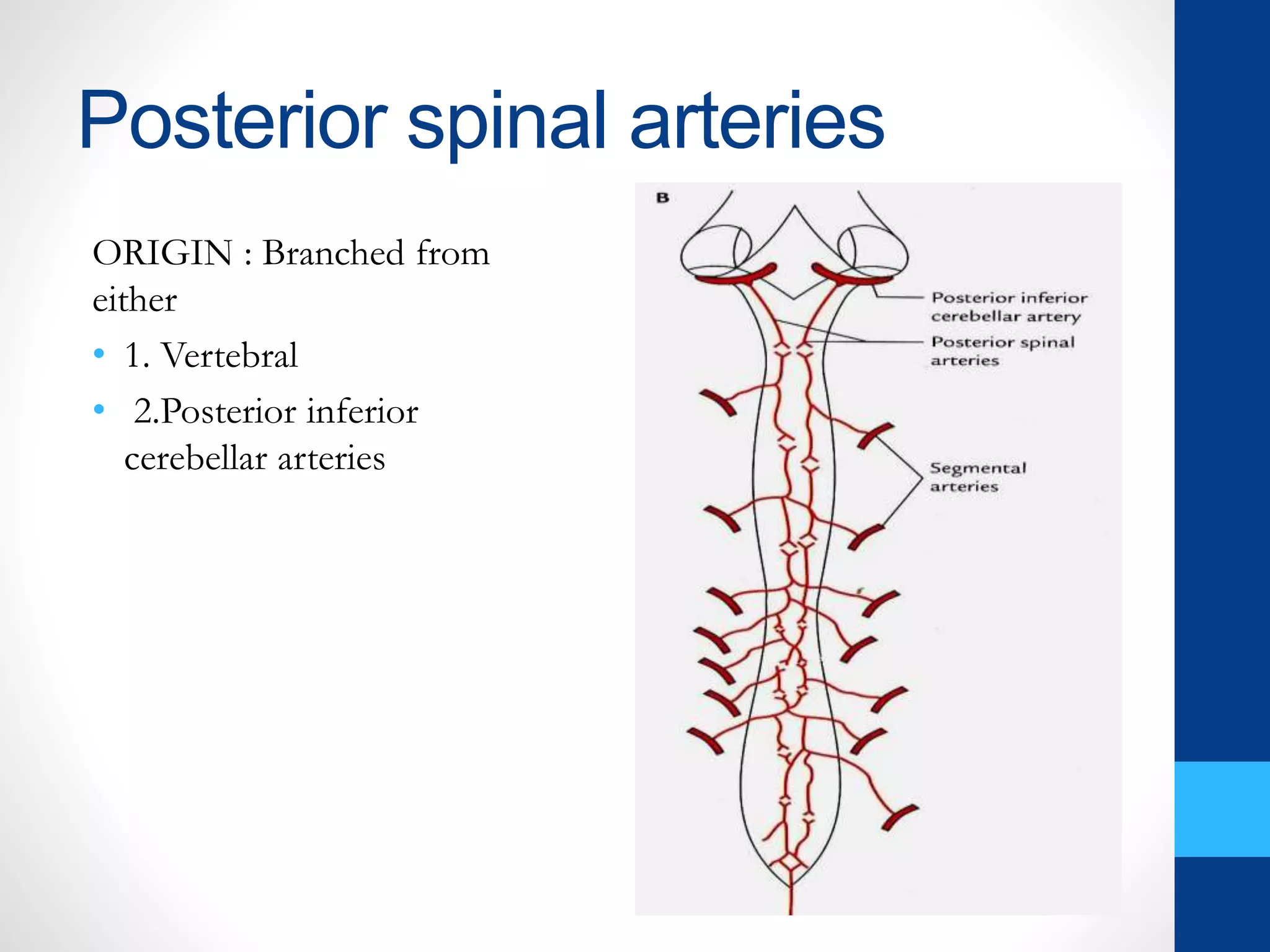 Spinal cord-Blood supply | PPTX