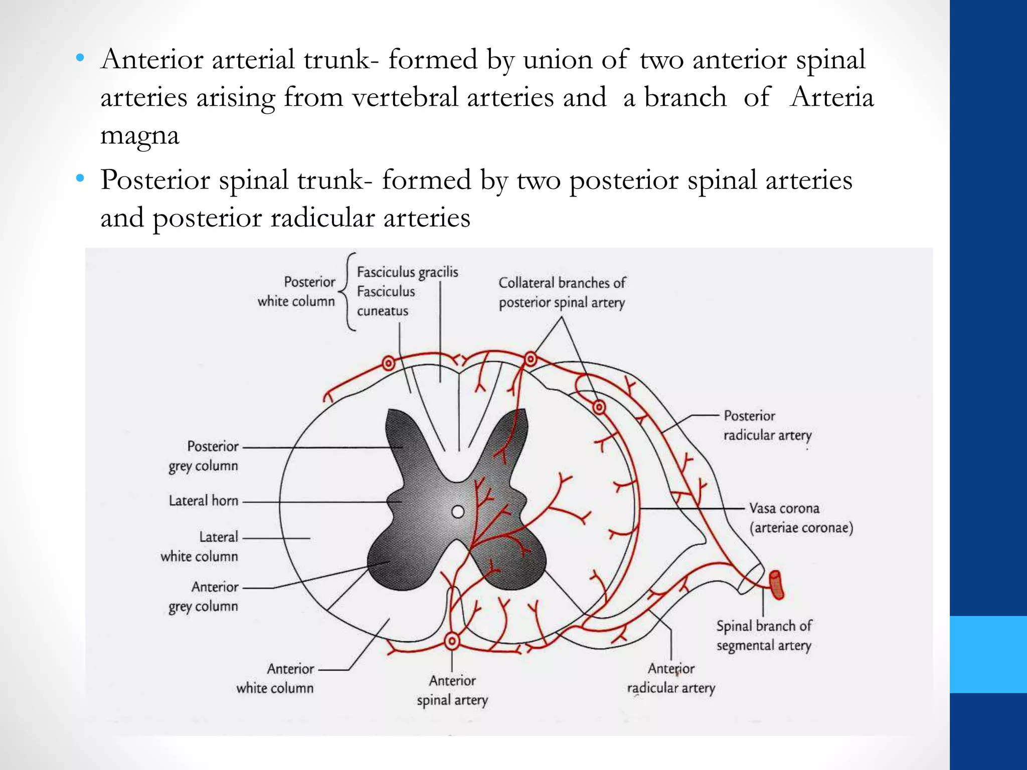 Spinal cord-Blood supply | PPTX