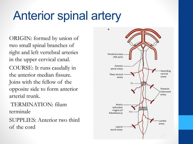 Spinal cord-Blood supply | PPTX