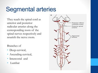 Spinal cord-Blood supply | PPTX