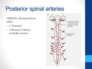 Spinal Cord Blood Flow