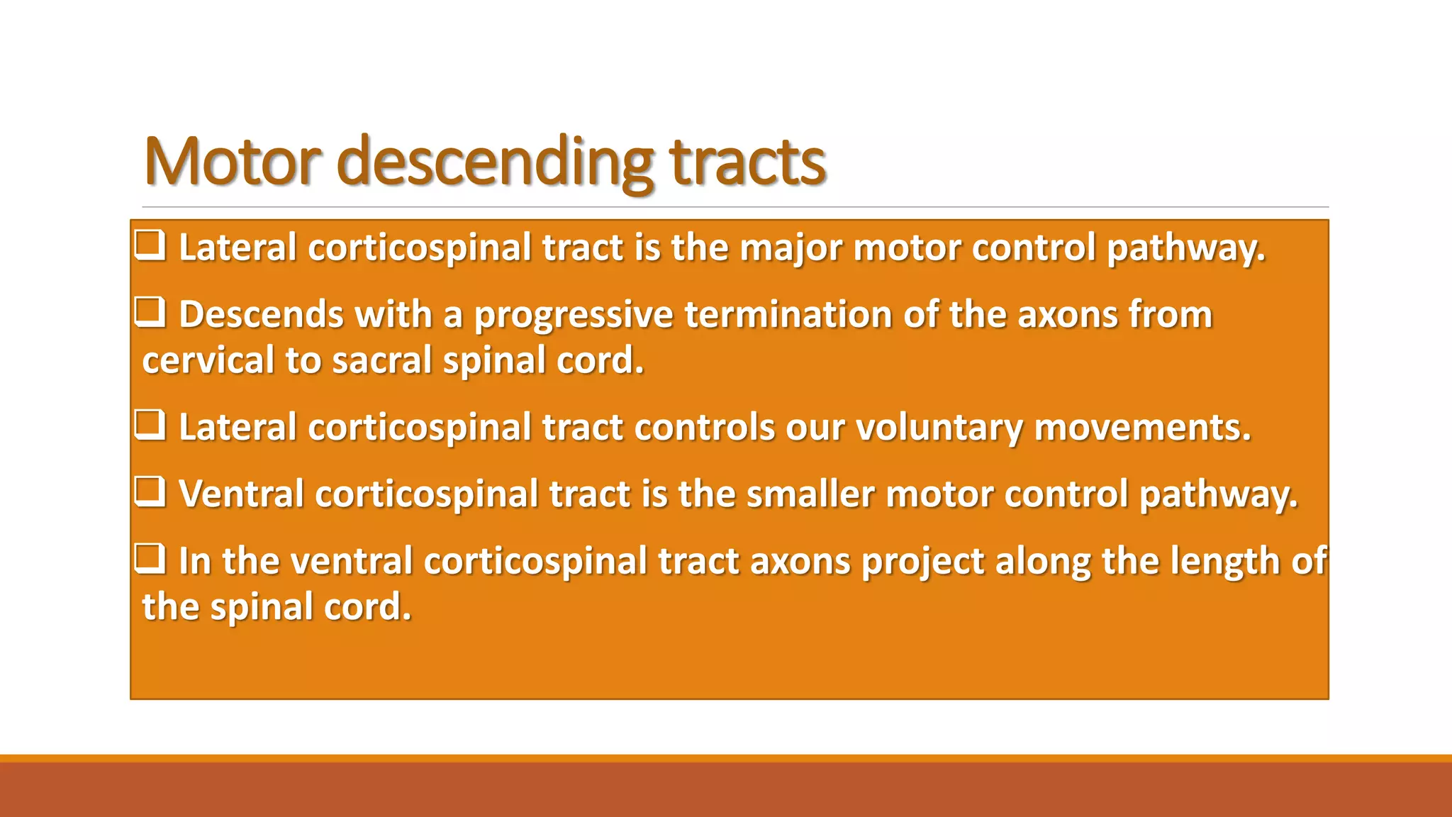 Spinal cord | PPSX