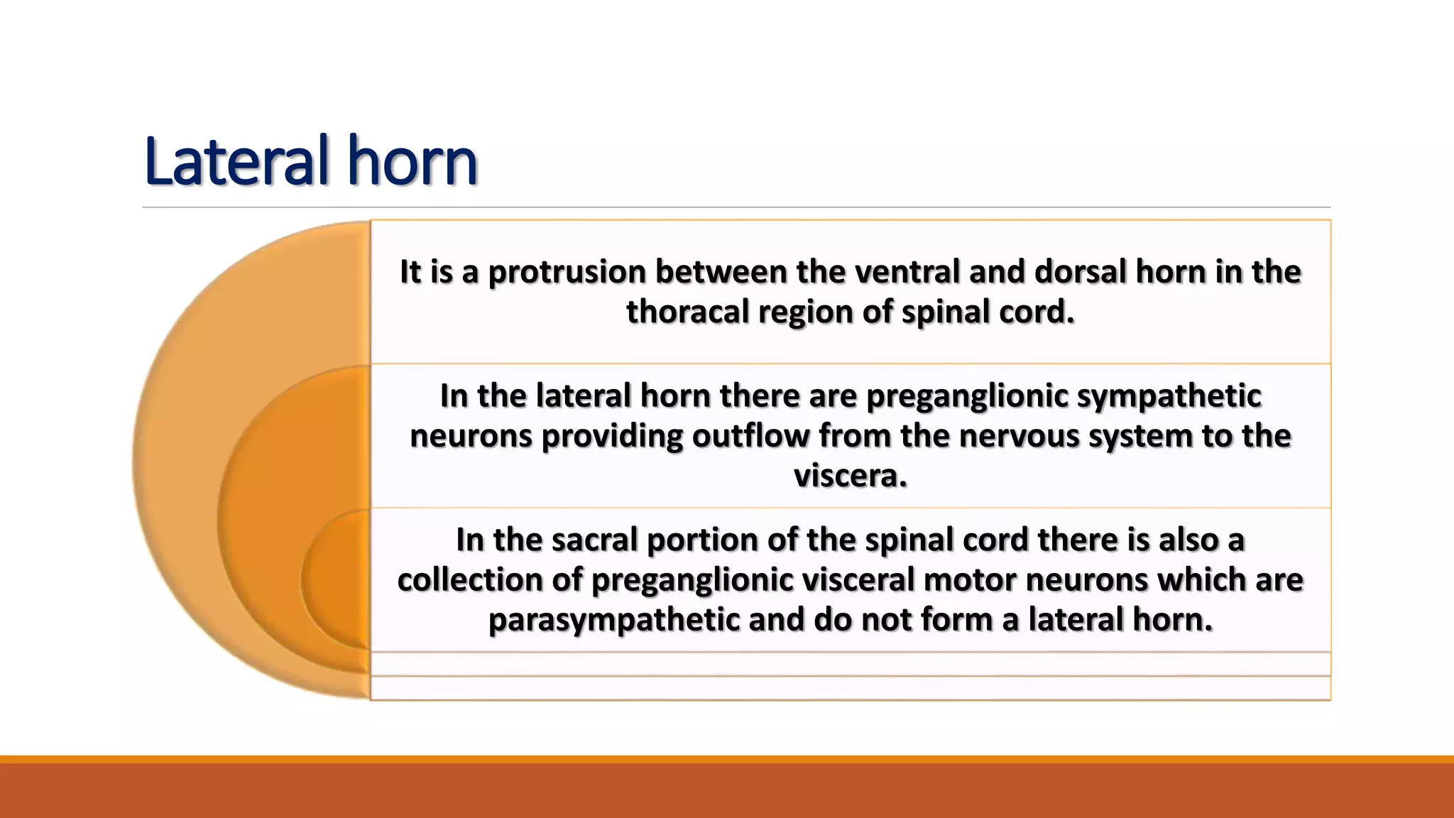 Spinal cord | PPSX
