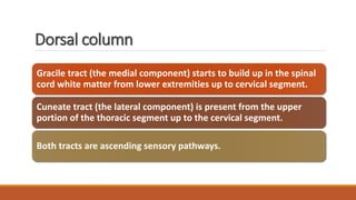 Spinal cord | PPSX