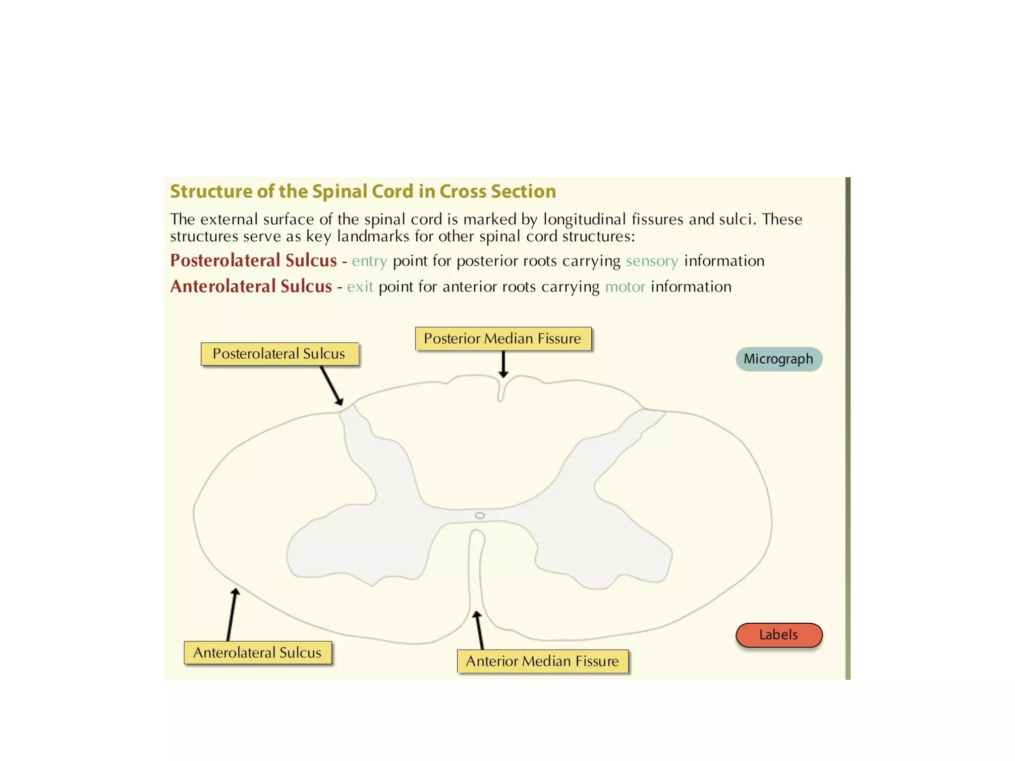 Spinal cord neuroanatomy | PPT