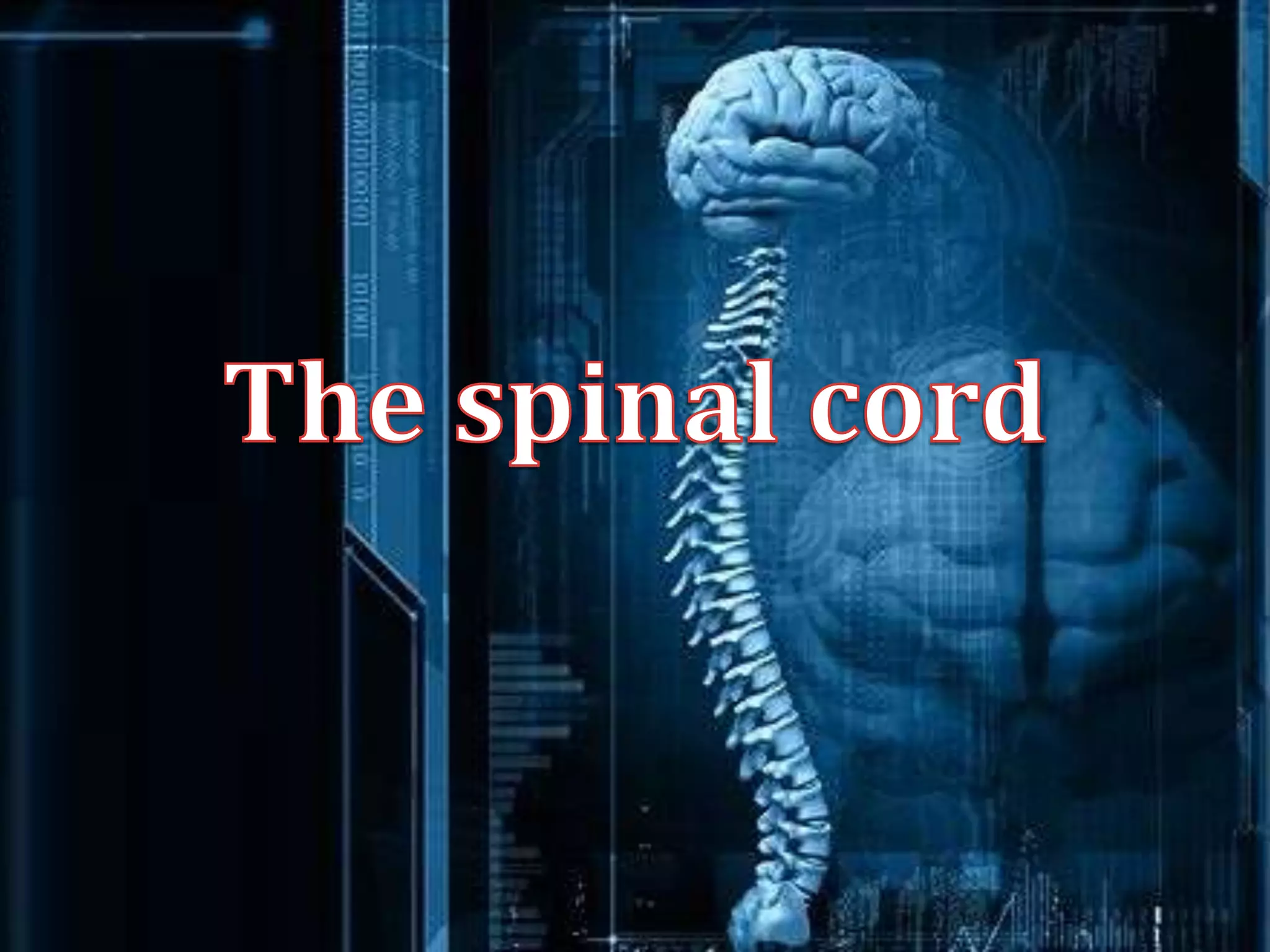 Spinal cord | PPSX