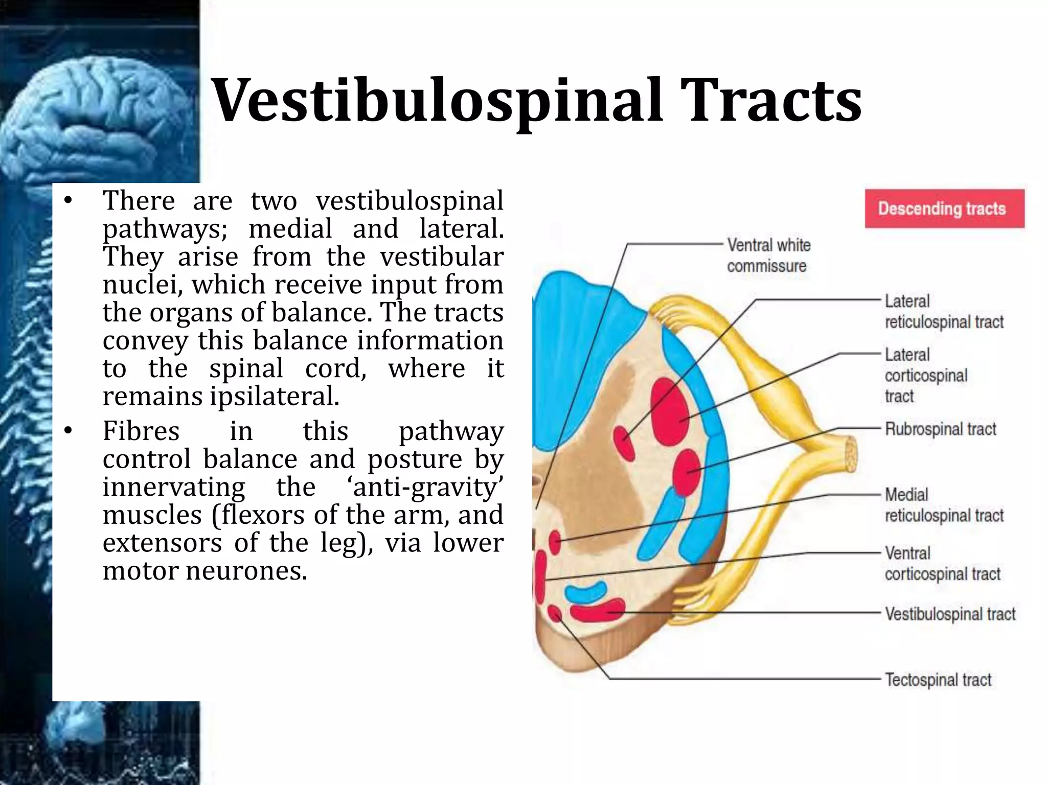 Spinal cord | PPSX