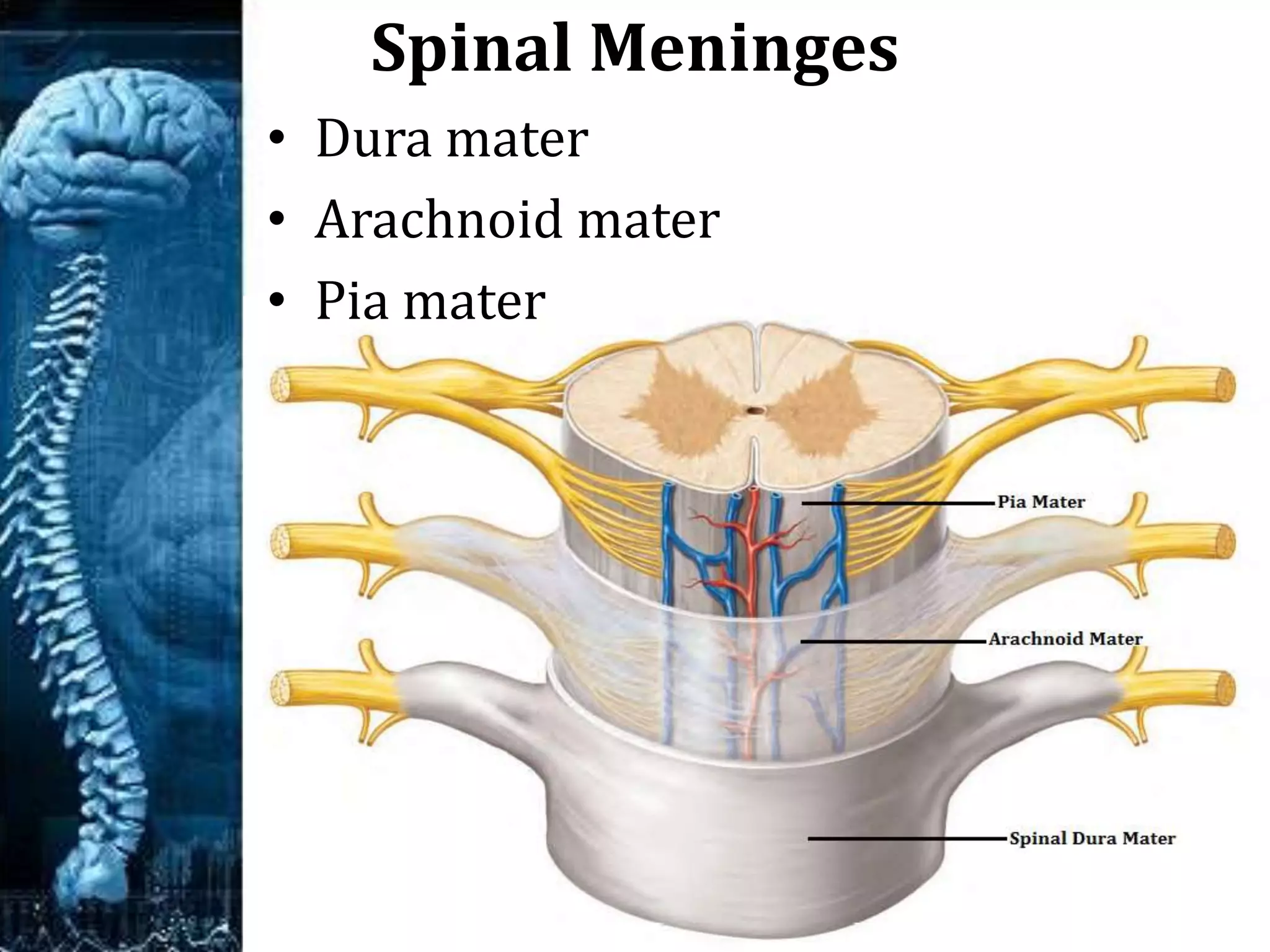 Spinal cord | PPSX