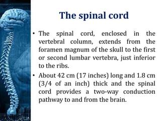 Spinal cord | PPSX