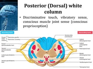 Spinal cord | PPSX