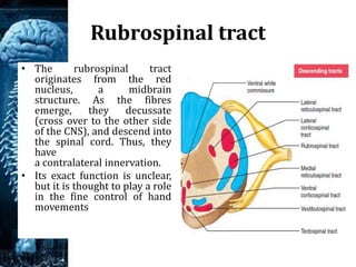 Spinal cord | PPSX