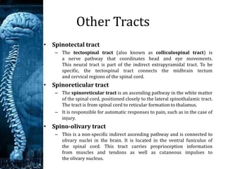 Spinal cord | PPSX