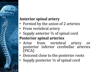 Spinal cord | PPSX