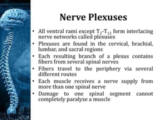 Spinal cord | PPSX