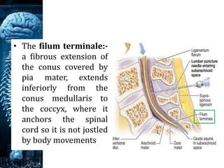 Spinal cord | PPSX