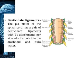 Spinal cord | PPSX
