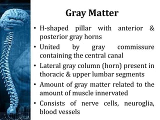 Spinal cord | PPSX