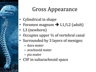 Subarachnoid Space Spinal Cord Model